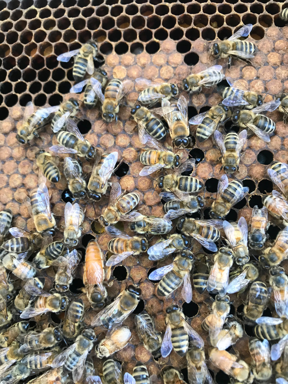 Beekeeping – Pine Barrens Post
