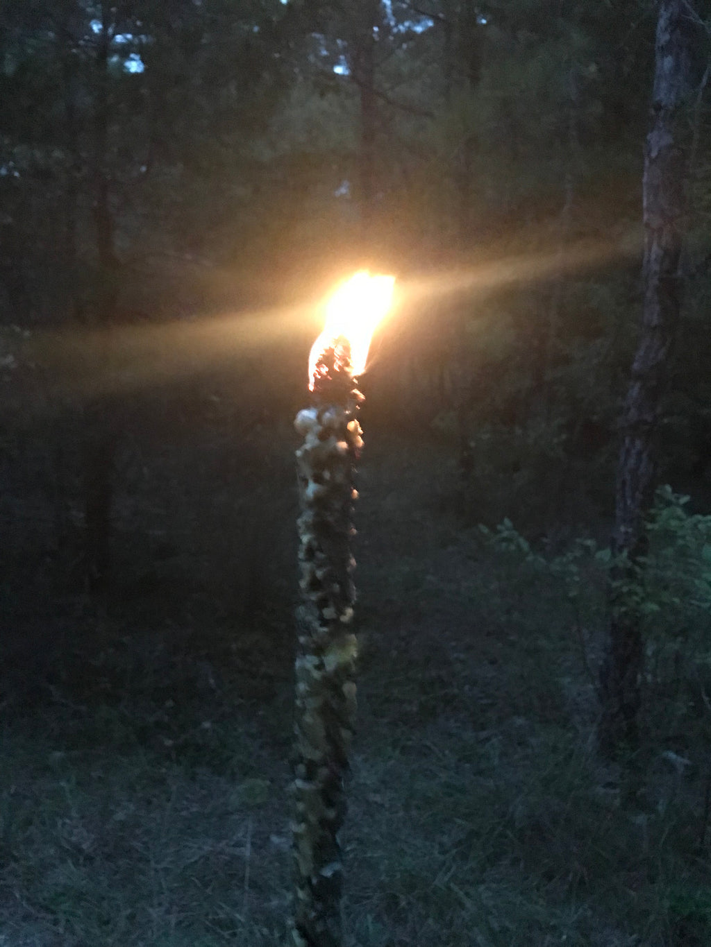 Mullein Torch – Pine Barrens Post